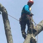 Gallery - Hector Tree Service