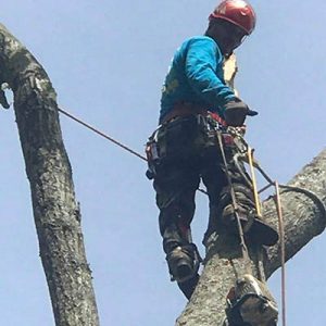 Gallery - Hector Tree Service