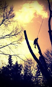 Hector Tree Service Reviews - Hector Tree Service