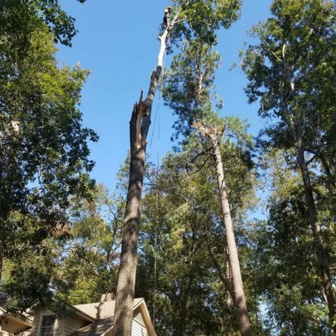 Tree Removal by Hector Tree Service